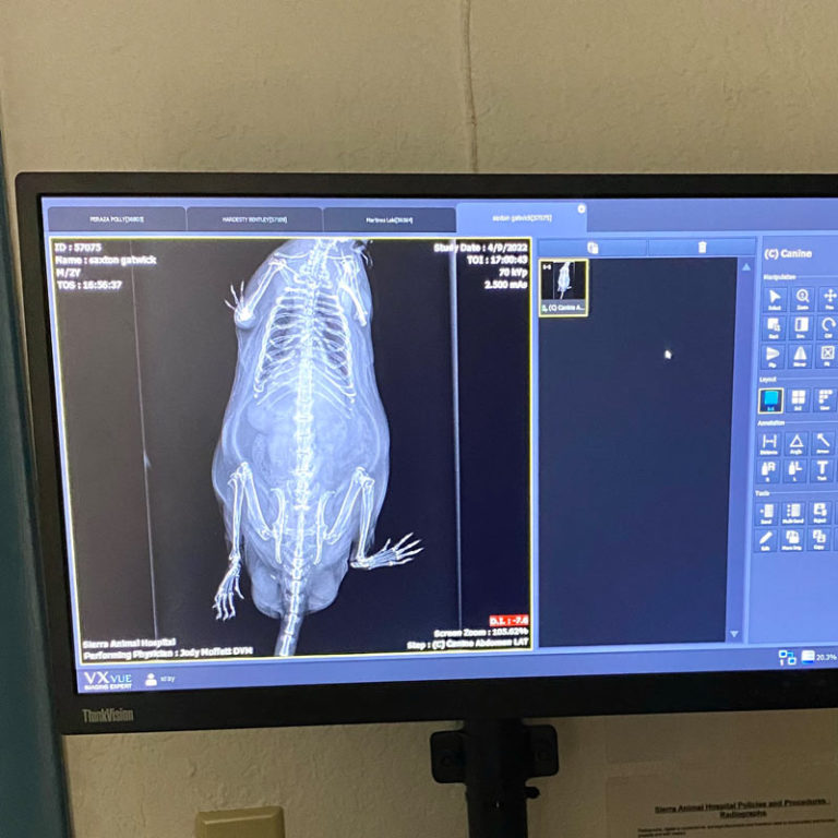 Tips For Taking Rats To The Veterinarian – Lafeber Co. – Small Mammals