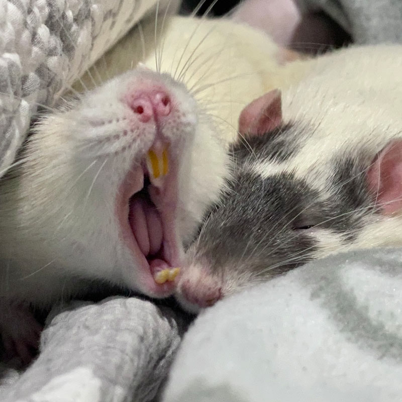 What To Know About Pet Rats And Sleep – Lafeber Co. – Small Mammals