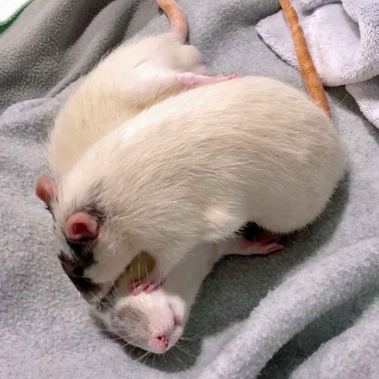 Rat Communication: How Your Rats Talk To Each Other – Lafeber Co ...