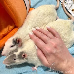 How To Pet Your Rats – Lafeber Co. – Small Mammals