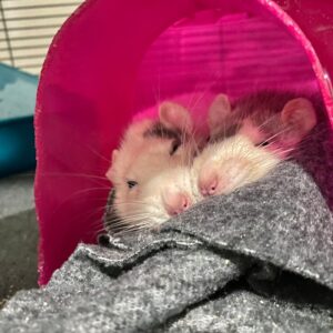 Home Environment: Rats And Home Ambience – Lafeber Co. – Small Mammals