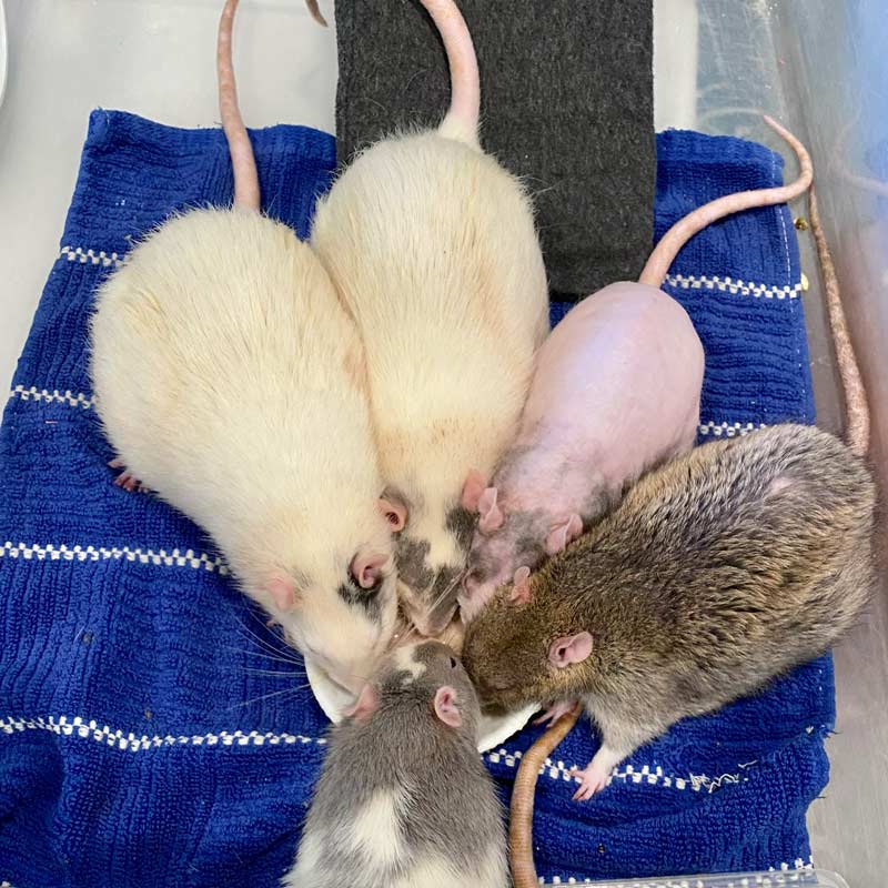 Is My Rat Fat? – Lafeber Co. – Small Mammals