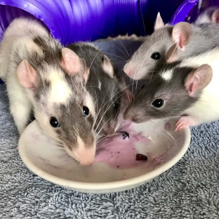 Pet Rat Poop And Poop Habits – Lafeber Co. – Small Mammals