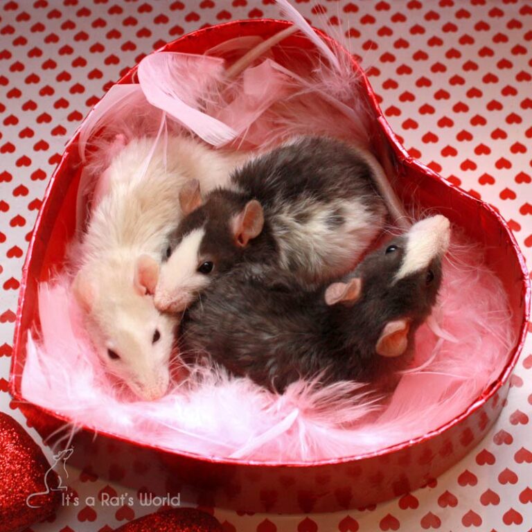 The Beauty Of Heart Rats – Lafeber Co. – Small Mammals