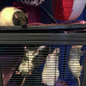 Why Rats Fight And What To Do When It Happens – Lafeber Co. – Small Mammals