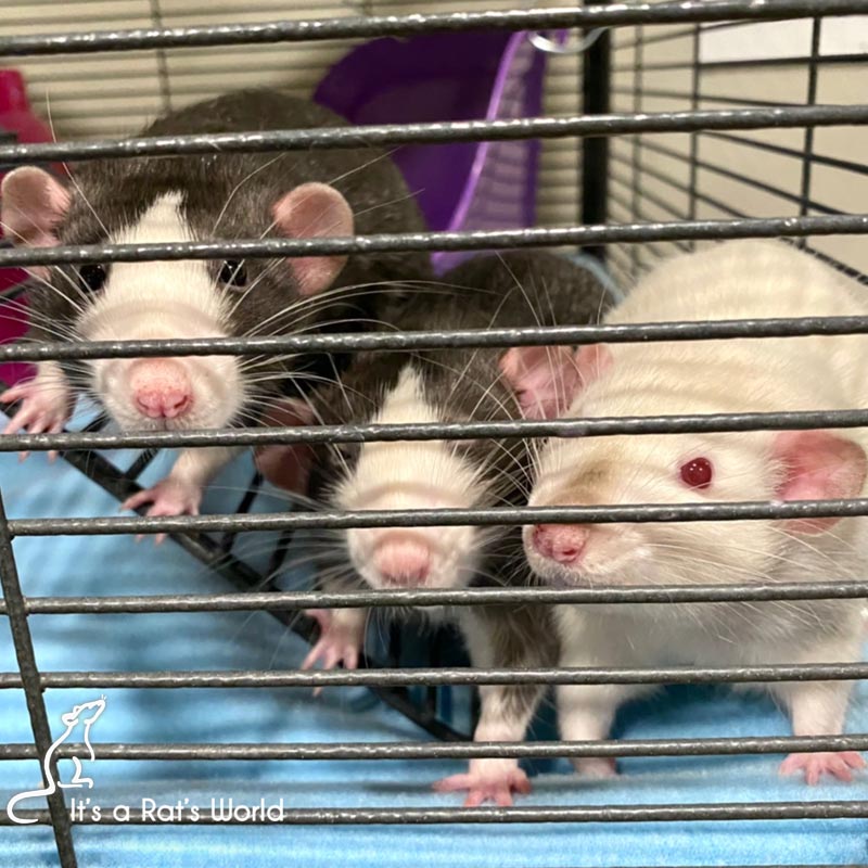 The Remarkable Things I Miss About My Rats – Lafeber Co. – Small Mammals