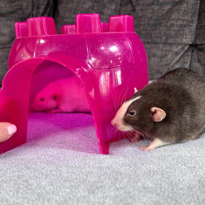 Why Rats Fight And What To Do When It Happens – Lafeber Co. – Small Mammals