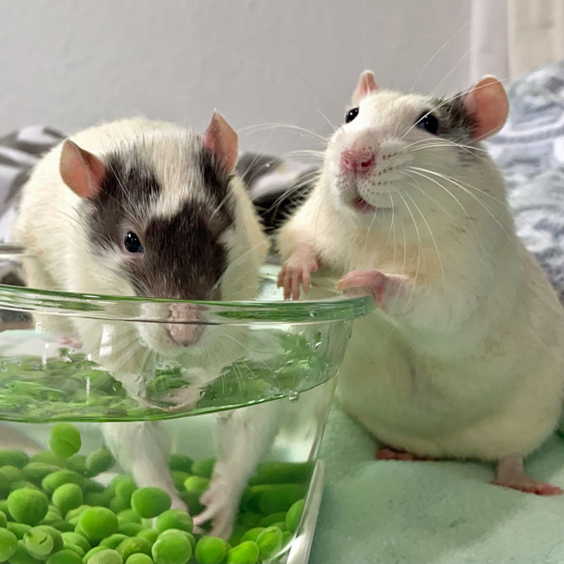 Keep Pet Rats Cool When It’s Hot – Lafeber Co. – Small Mammals