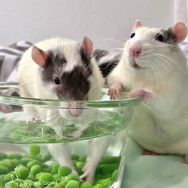 Daily Exercise For Rats – Lafeber Co. – Small Mammals