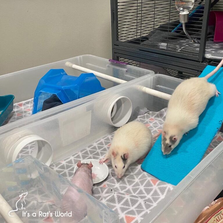 Daily Exercise For Rats – Lafeber Co. – Small Mammals