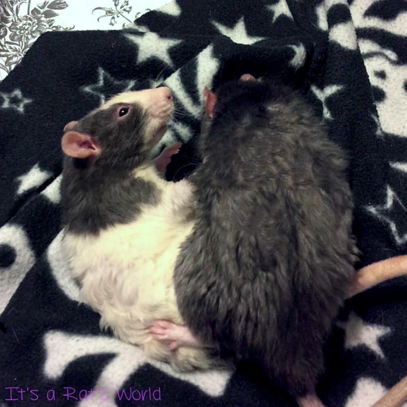 Why Rats Fight And What To Do When It Happens – Lafeber Co. – Small Mammals