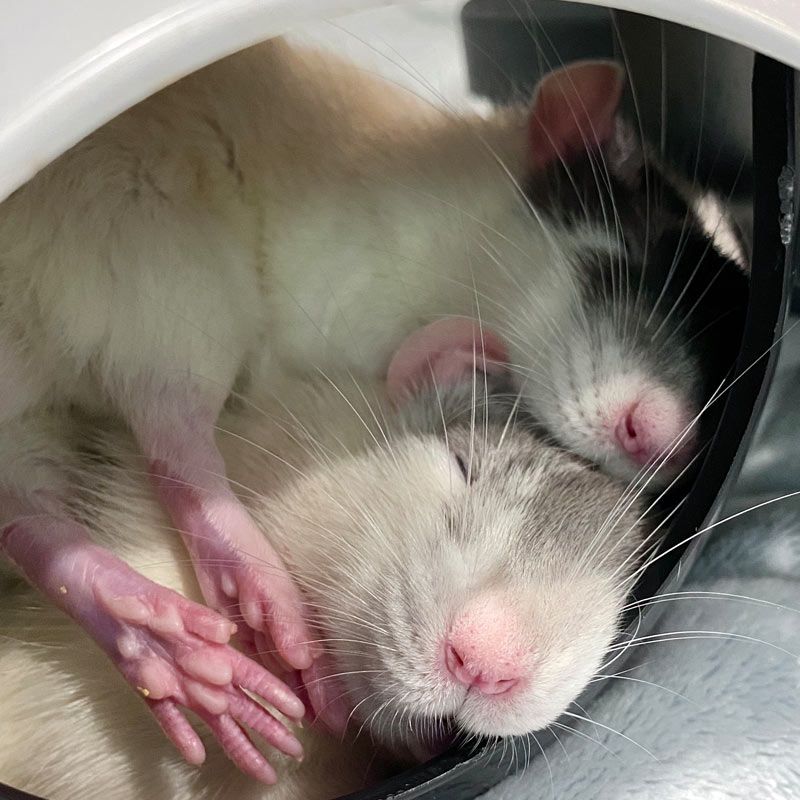 What To Know About Pet Rats And Sleep – Lafeber Co. – Small Mammals