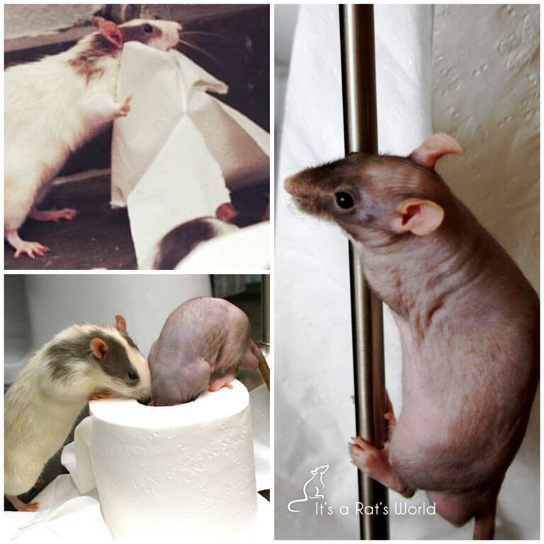 Daily Exercise For Rats – Lafeber Co. – Small Mammals