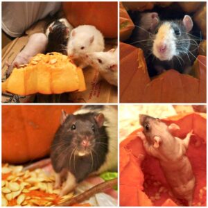 Celebrating Halloween With Rats – Lafeber Co. – Small Mammals