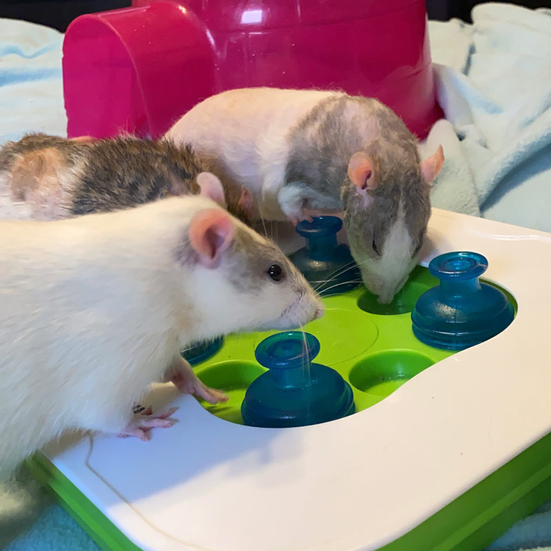 Gift Ideas For Your Pet Rats – Lafeber Co. – Small Mammals