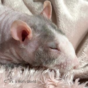 Senior Rats: What To Expect And How To Care For Them – Lafeber Co ...