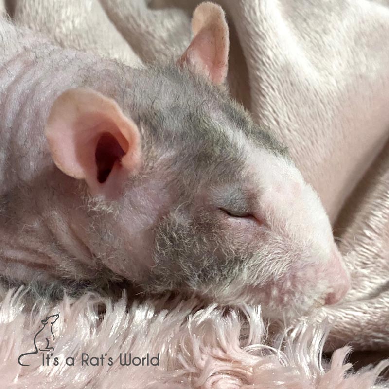 Senior Rats: What To Expect And How To Care For Them – Lafeber Co ...