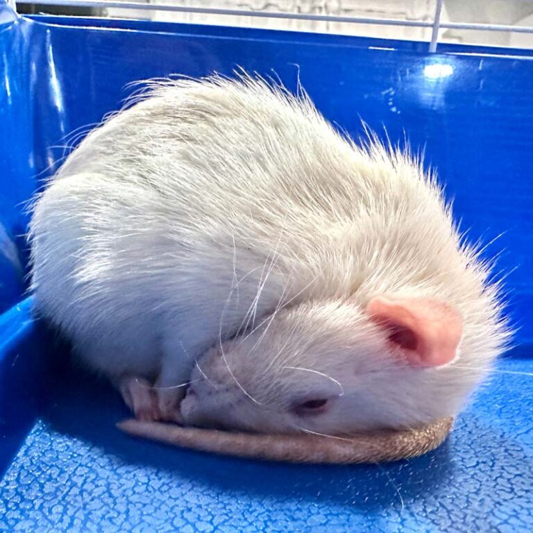 What To Know About Pet Rats And Sleep – Lafeber Co. – Small Mammals