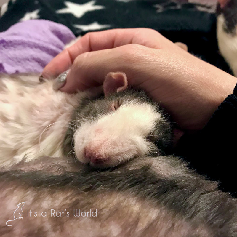 How To Pet Your Rats – Lafeber Co. – Small Mammals