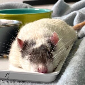 What To Know About Pet Rats And Sleep – Lafeber Co. – Small Mammals