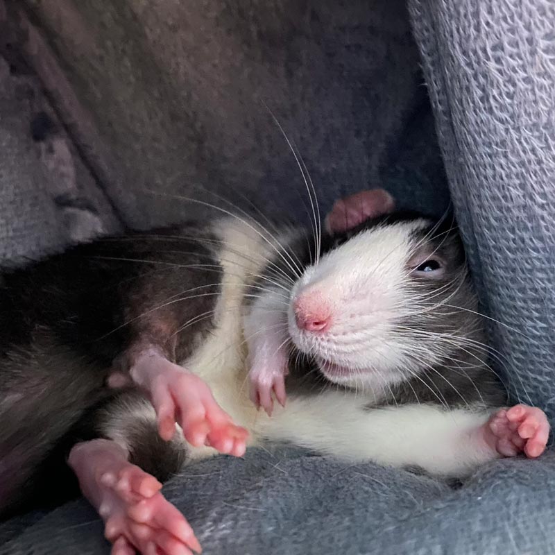 What To Know About Pet Rats And Sleep – Lafeber Co. – Small Mammals