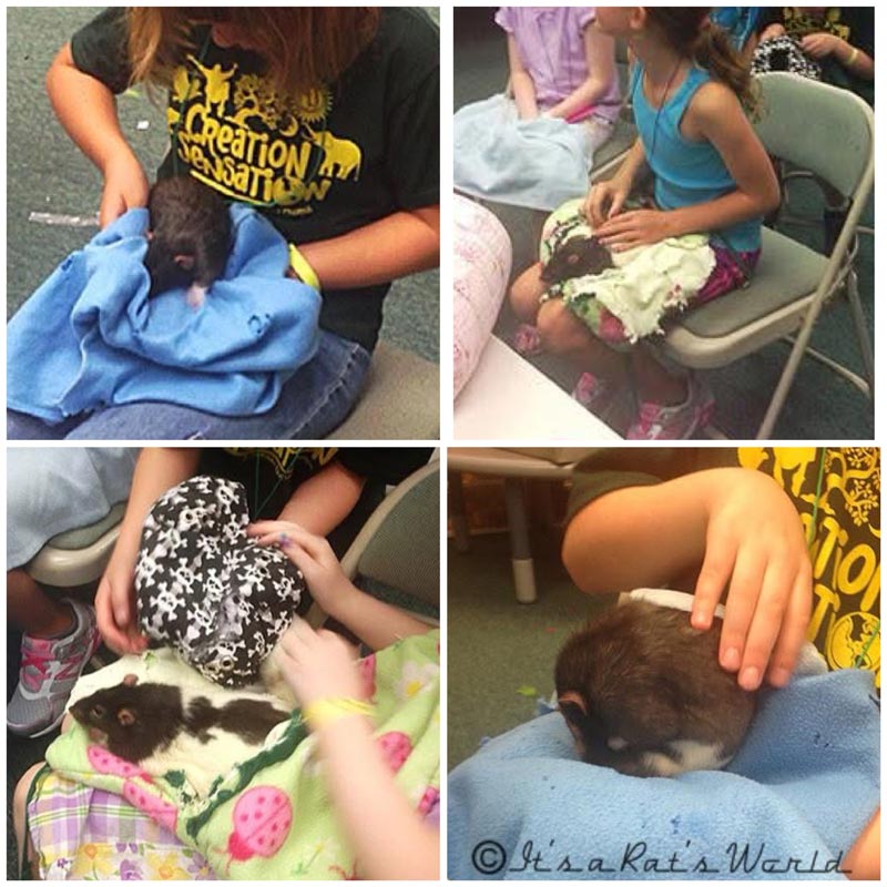 What To Know About Rats As Pets For Children – Lafeber Co. – Small Mammals