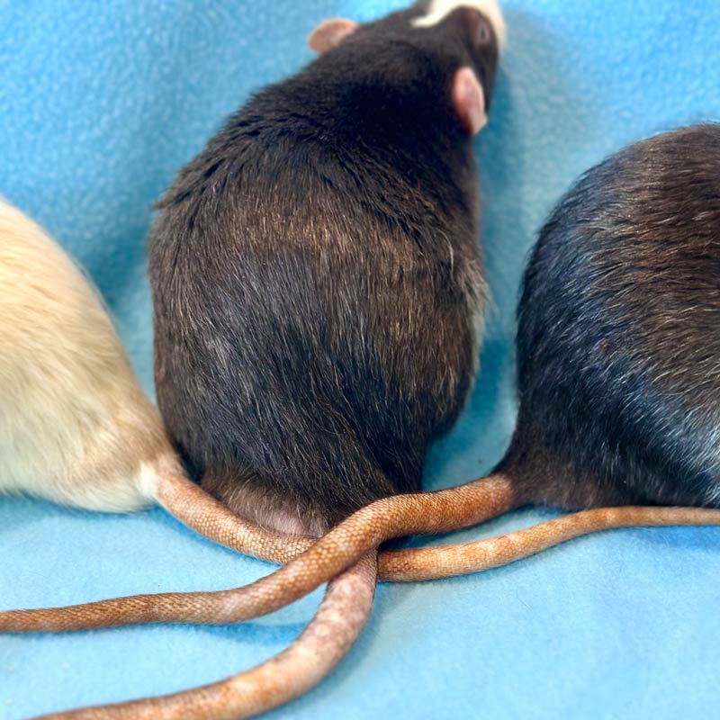 Why Rat Tails Are Important – Lafeber Co. – Small Mammals