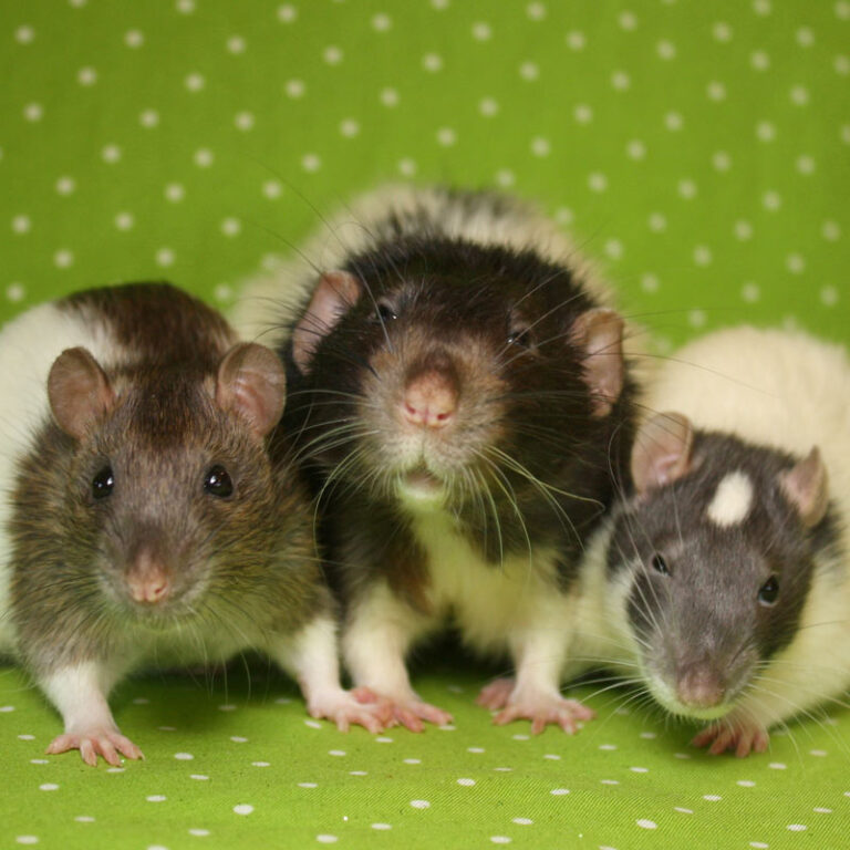 Does A Pet Rat’s Personality Change Over Time? – Lafeber Co. – Small Mammals