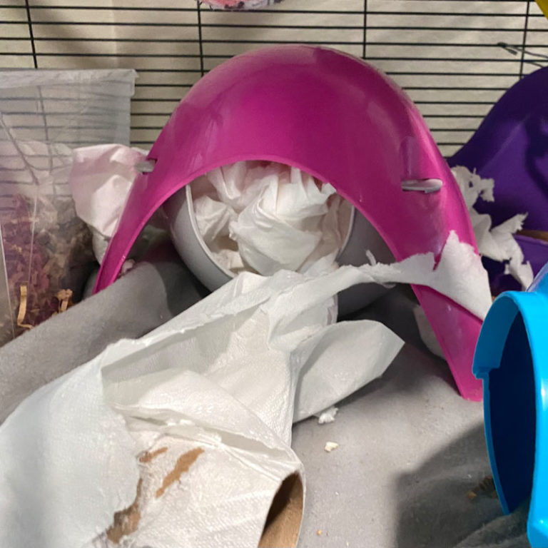 Advice From Rats On Living Your Best Life – Lafeber Co. – Small Mammals