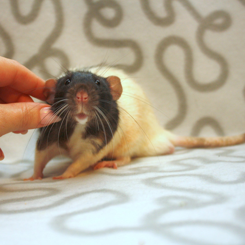 Do Pet Rats Bite? – Lafeber Co. – Small Mammals