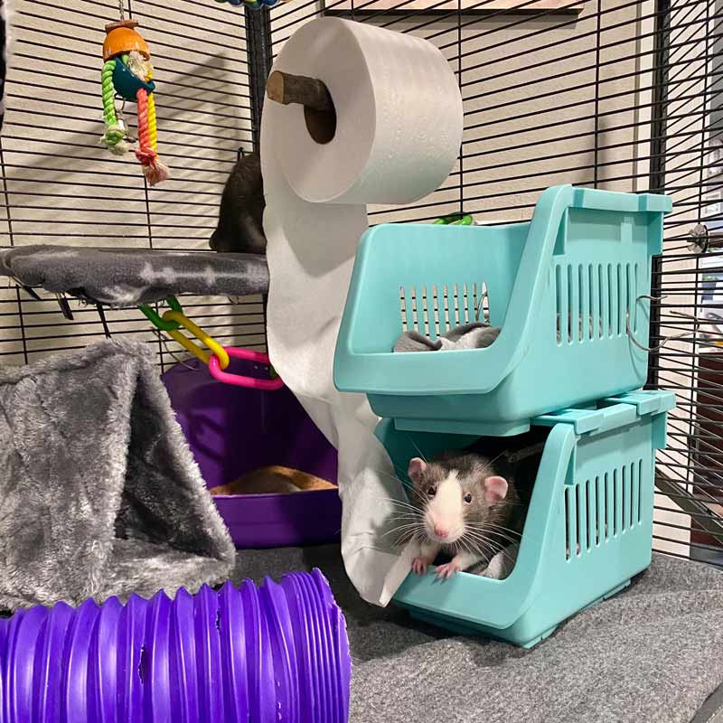 Cage Makeover With Rat Cage Ideas – Lafeber Co. – Small Mammals