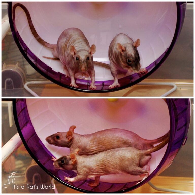 Helping A Scared Pet Rat – Lafeber Co. – Small Mammals