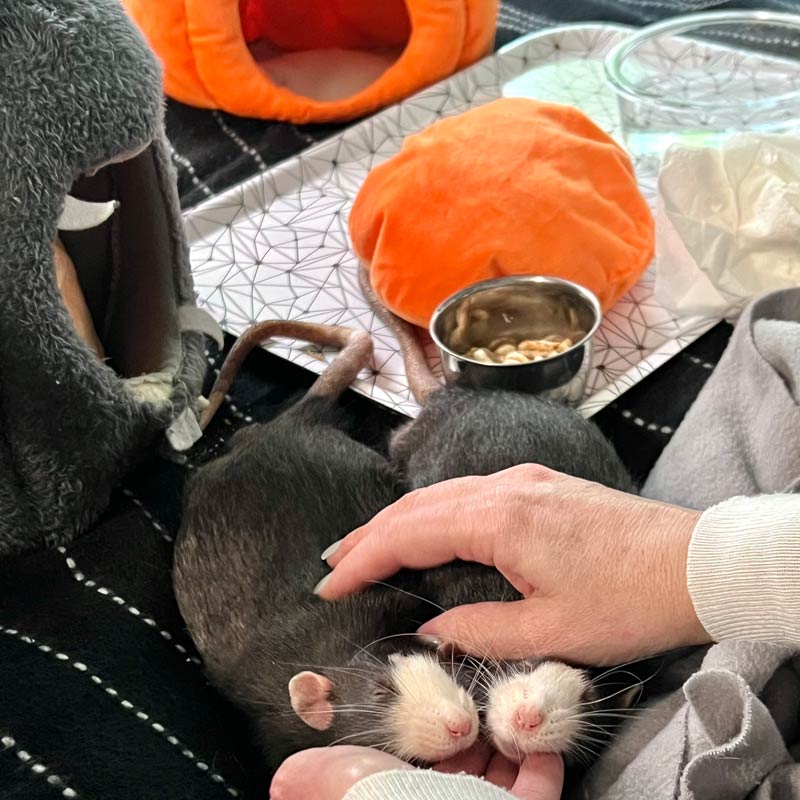 Helping A Scared Pet Rat – Lafeber Co. – Small Mammals