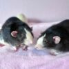 Why Rats Fight And What To Do When It Happens – Lafeber Co. – Small Mammals