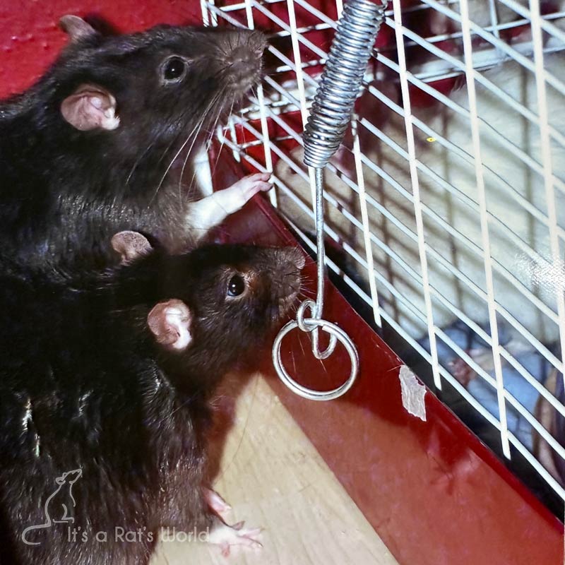 What To Do If Your Rat Escapes Their Cage – Lafeber Co. – Small Mammals
