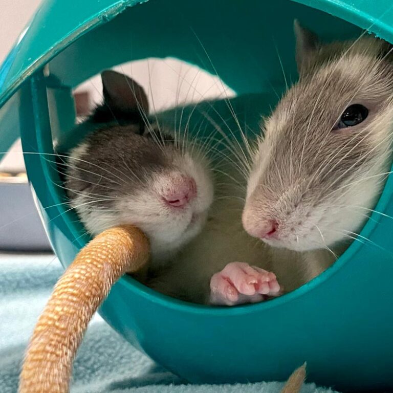 Why Rat Tails Are Important – Lafeber Co. – Small Mammals