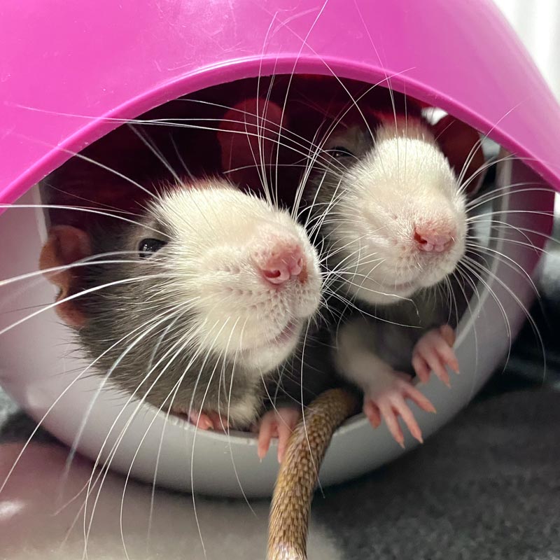 Is A Rat The Right Pet For You? The Pros And Cons Of Having Rats ...