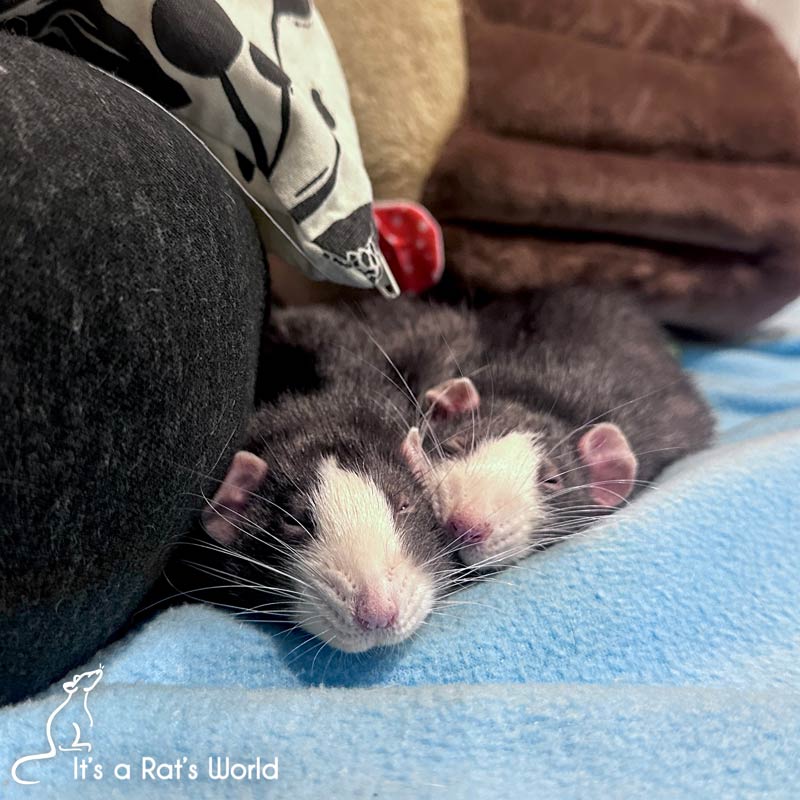 Senior Rats: What To Expect And How To Care For Them – Lafeber Co ...