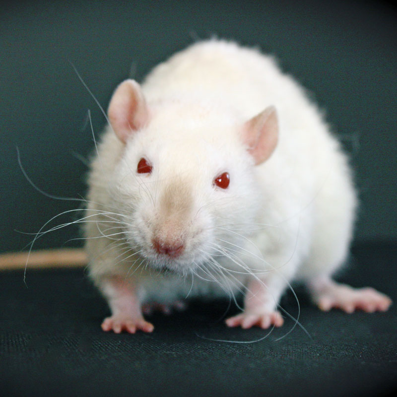 Fun Facts About Rats You May Not Know – Lafeber Co. – Small Mammals