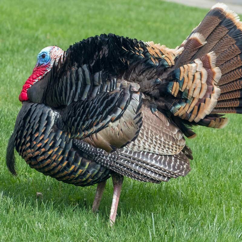 New! Foraging Fun Packs – Pet Birds by Lafeber Co.