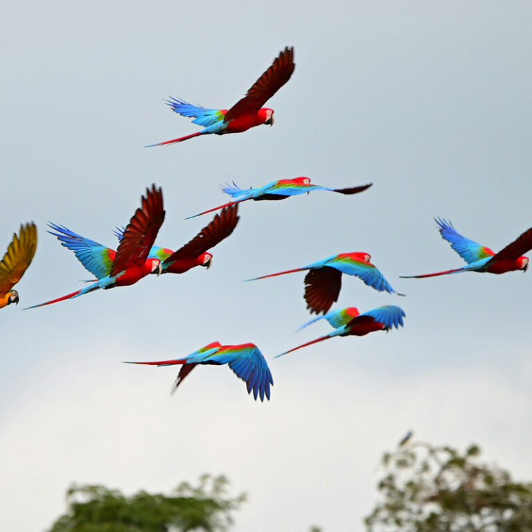 The Miracle Of Flight – Pet Birds by Lafeber Co.