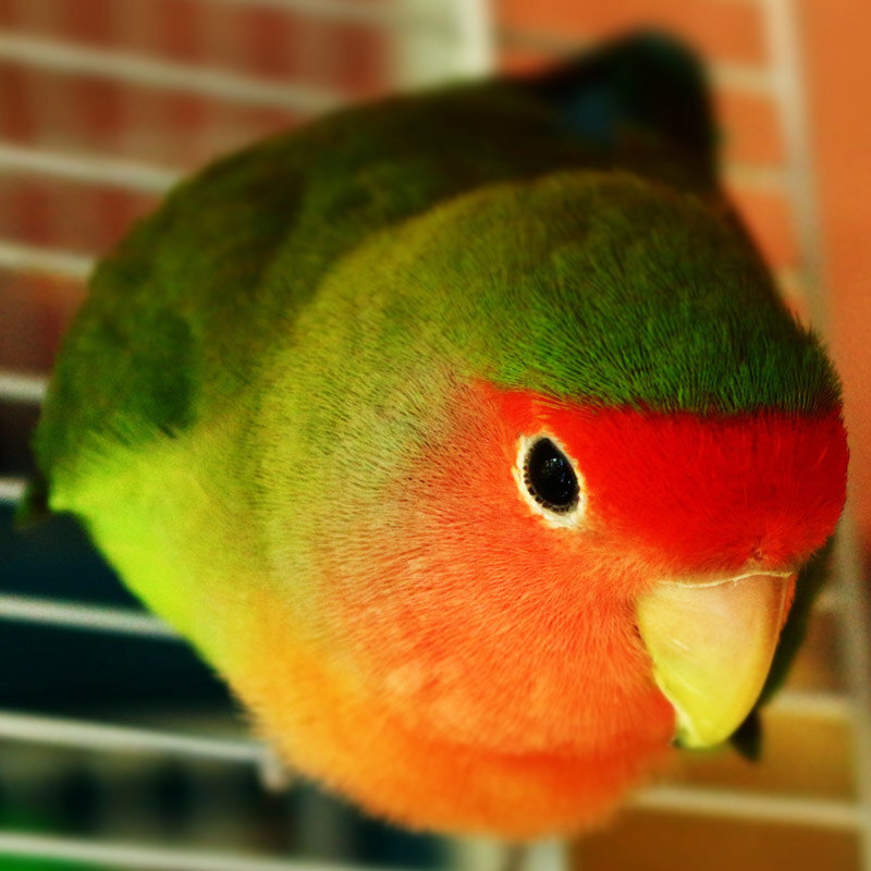 5 Health Choices Pet Bird Owners Should Make Today – Pet Birds by ...