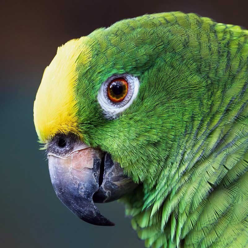 Why Do They Cover Birds Eyes