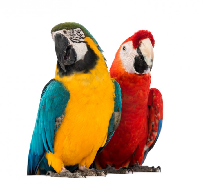 Macaw Personality, Food & Care – Pet Birds by Lafeber Co.