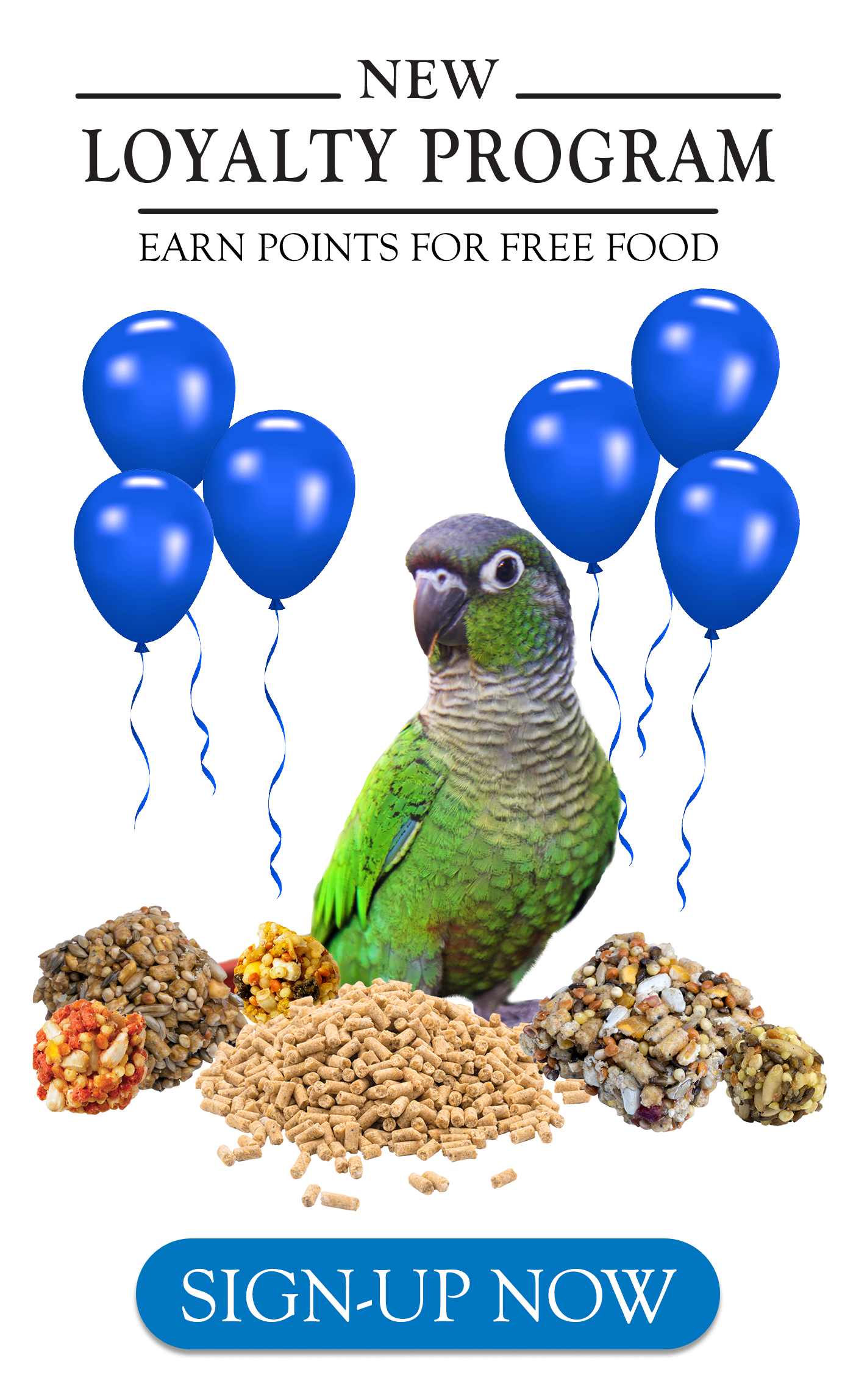 Jenday Conure Papegaai