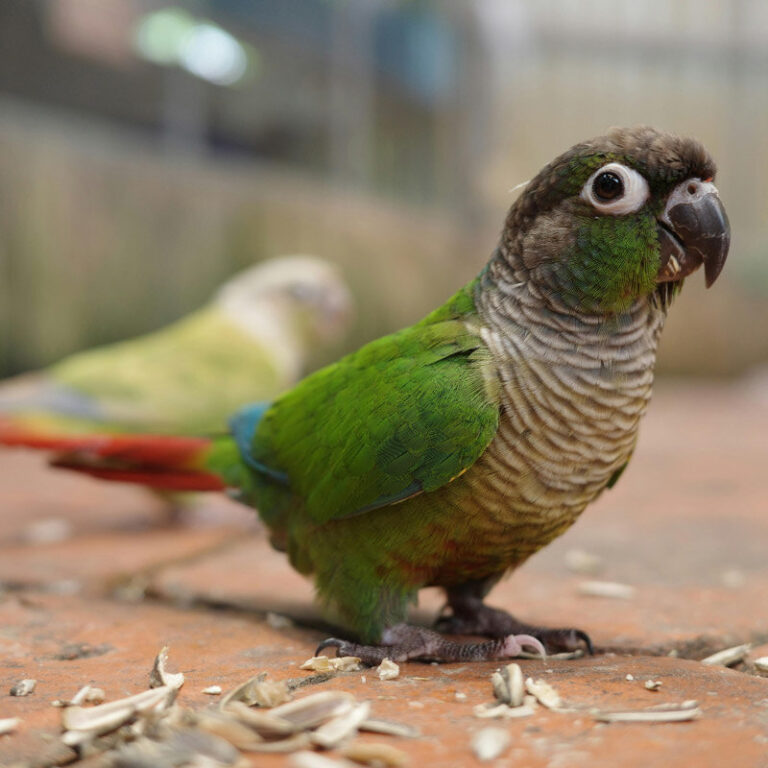 Conures: Sun Vs. Green Cheek – Pet Birds by Lafeber Co.
