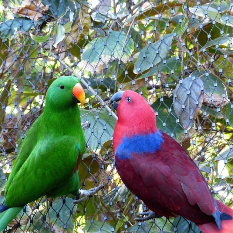 Laura Doering, Author at Lafeber® Pet Birds