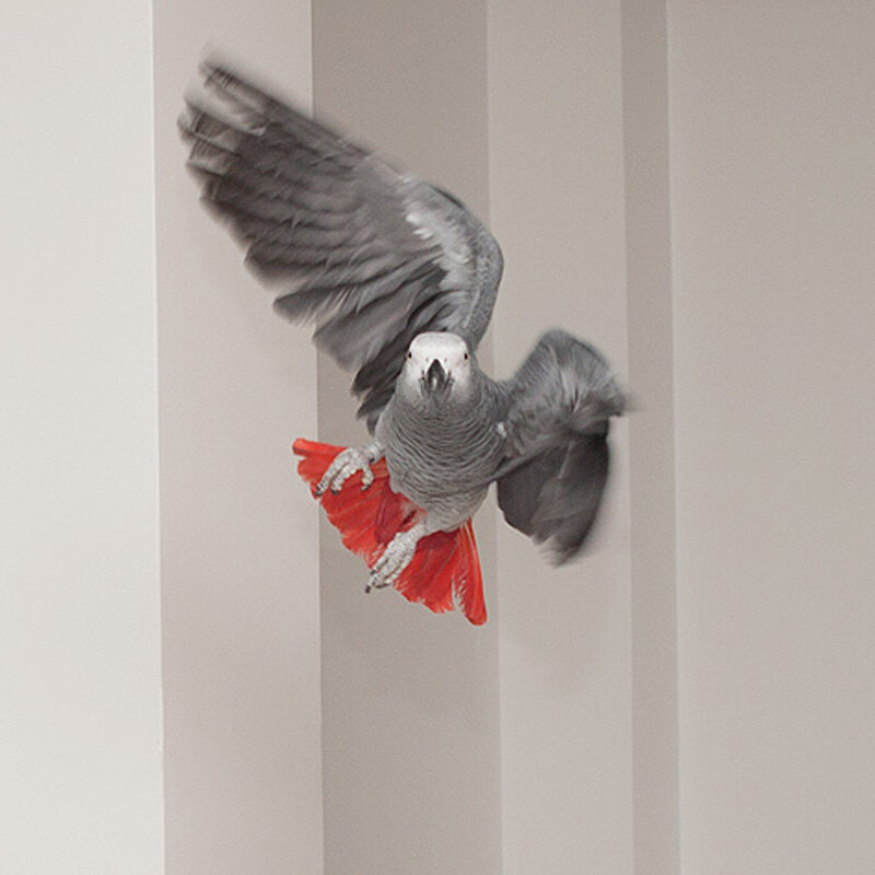 African grey in flight 60 photos - Cappadociaconcepttour.com