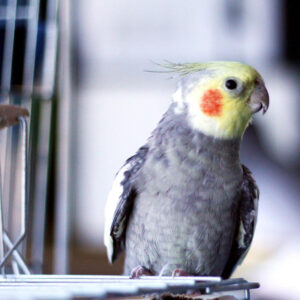 What Scares Your Pet Bird – Pet Birds by Lafeber Co.