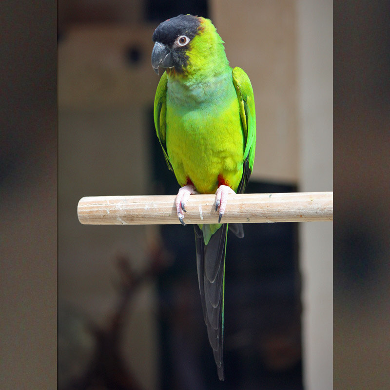 Conure Fast Facts – Pet Birds by Lafeber Co.